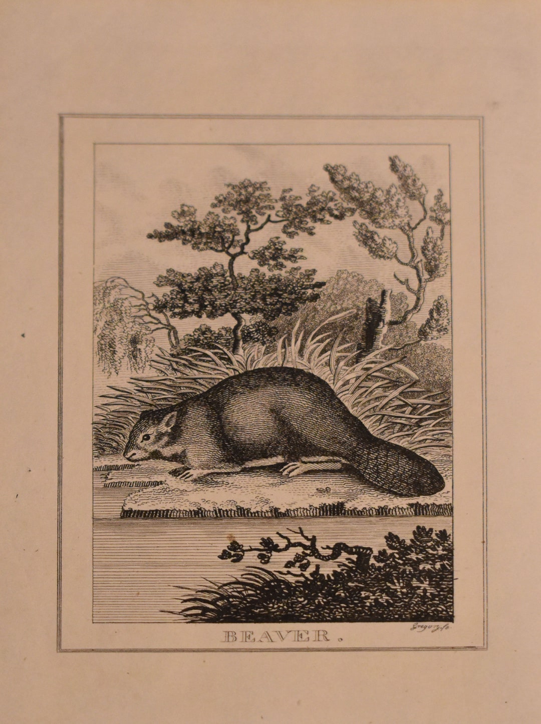 Vintage Engraving of Beaver Natural History Artist Engraver Gregory - Etsy