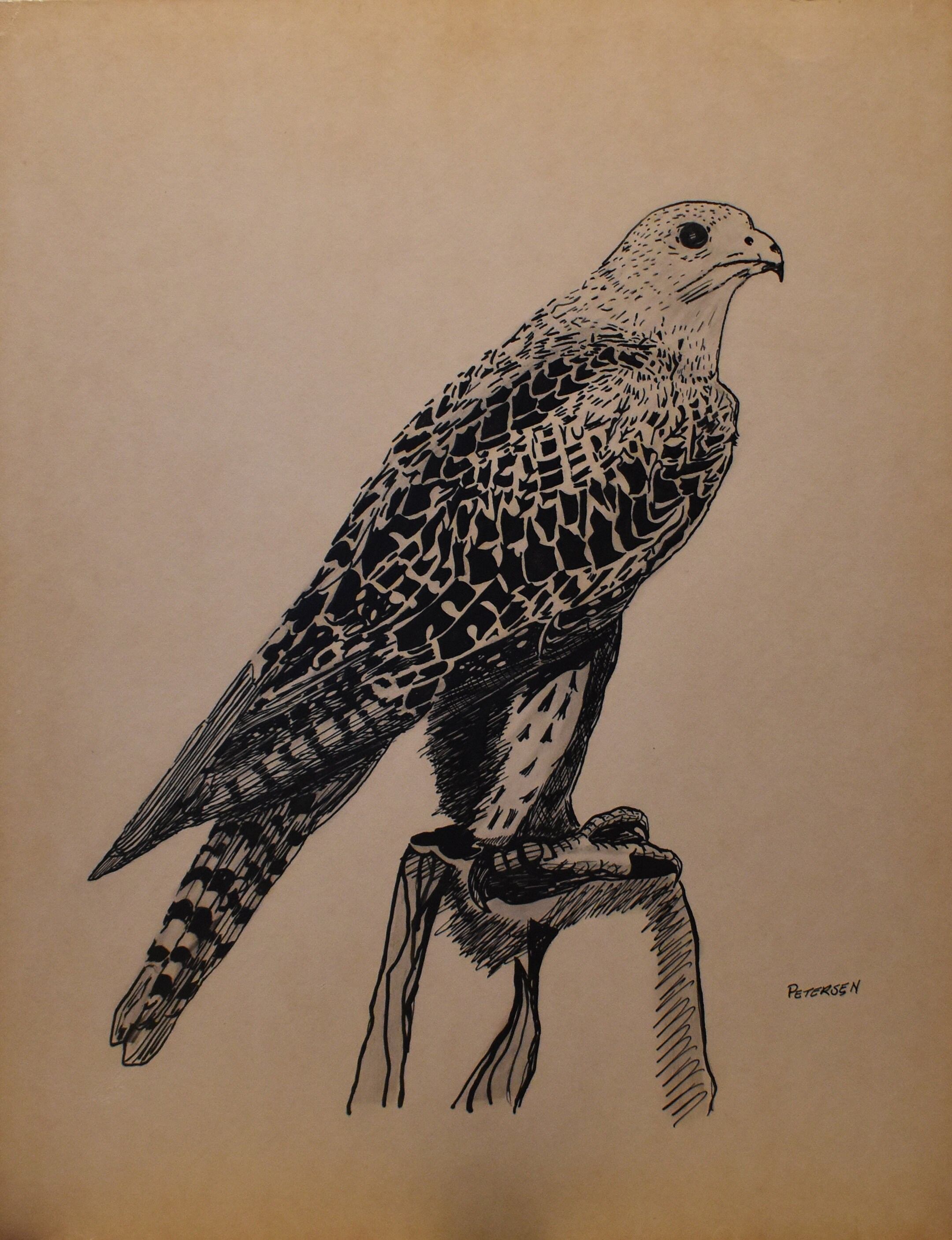 Peregrine Falcon Drawing Step By Step
