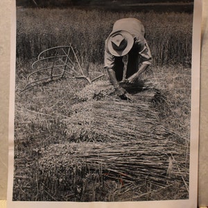 Vintage Old Photo of Harvesting Wheat Man Haying by Photographer Harold ...