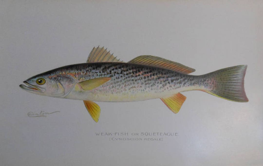 Vintage 1900 Weak Fish Denton Fish Print Color Lithograph - Etsy