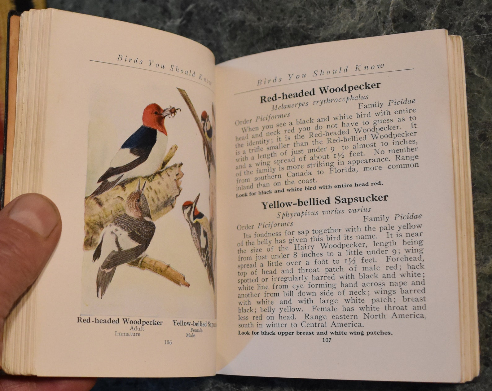 Vintage Bird Book Color Ill. Field Guide Birding 1933 Field - Etsy