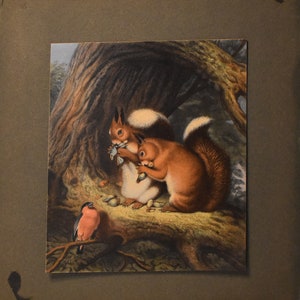 Vintage Lithograph Two Red Squirrels Feeding With Red Bull Finch by ...
