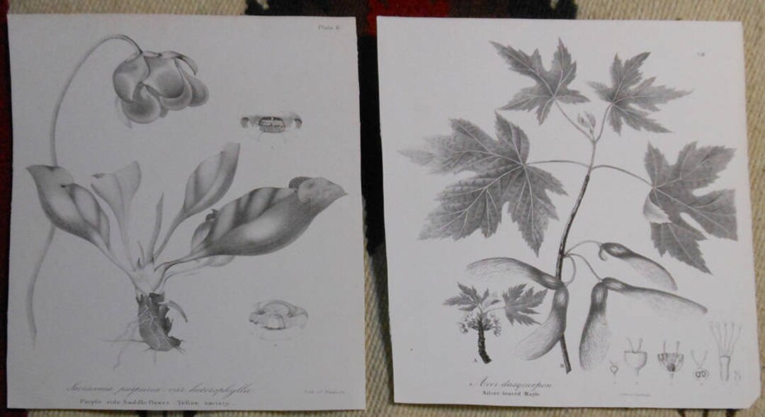 Vintage Stone Lithographs Maple Leaves Saddle Flower and Silver Leaved ...