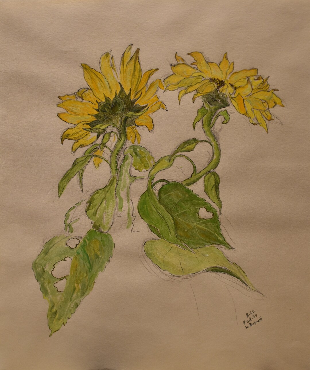 Vintage Yellow Sunflower Art Watercolor Drawing - Etsy