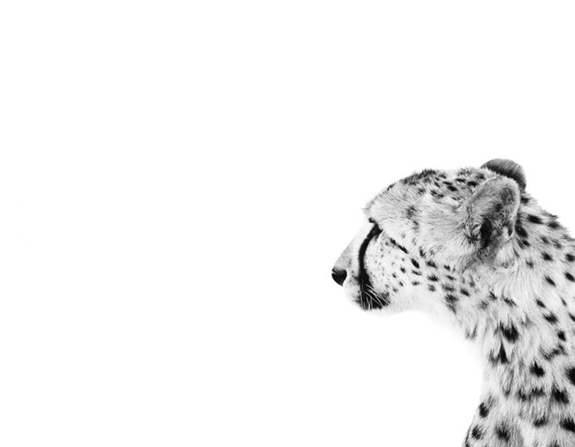 Cheetah Modern Wall Decor Wildlife Fine Art Photography Animal Black ...