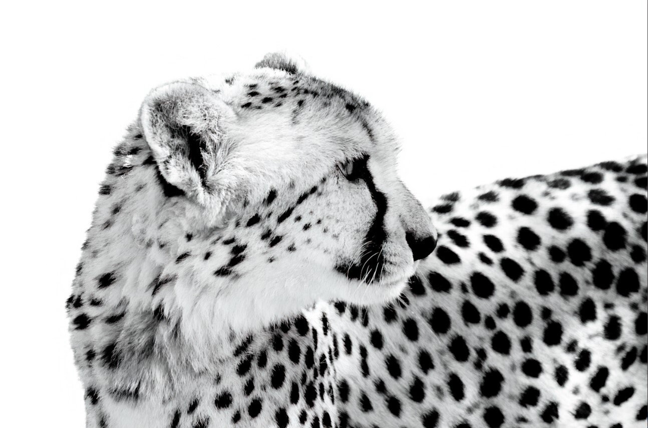 Black And White Photography Cheetah