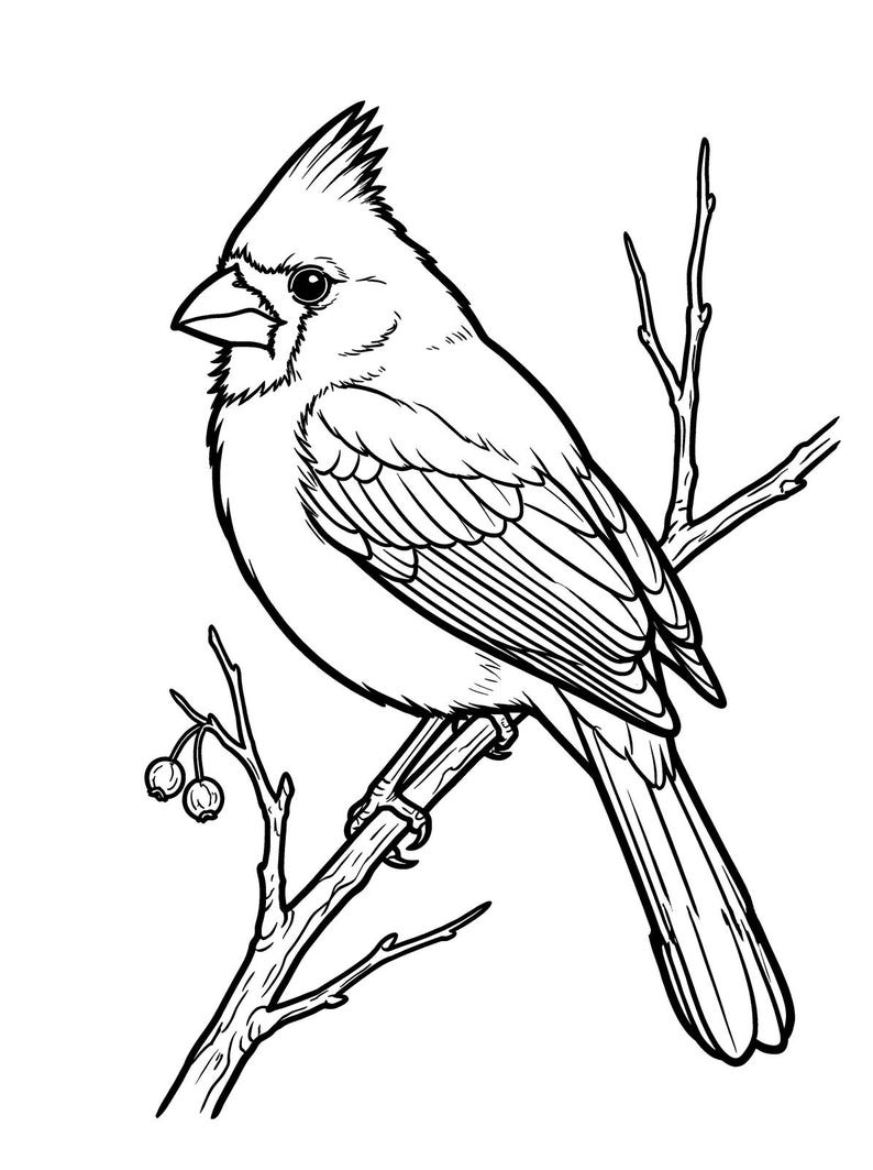 Backyard Birds Coloring Pages, Cardinal, Blue Jay, Robin Designs ...