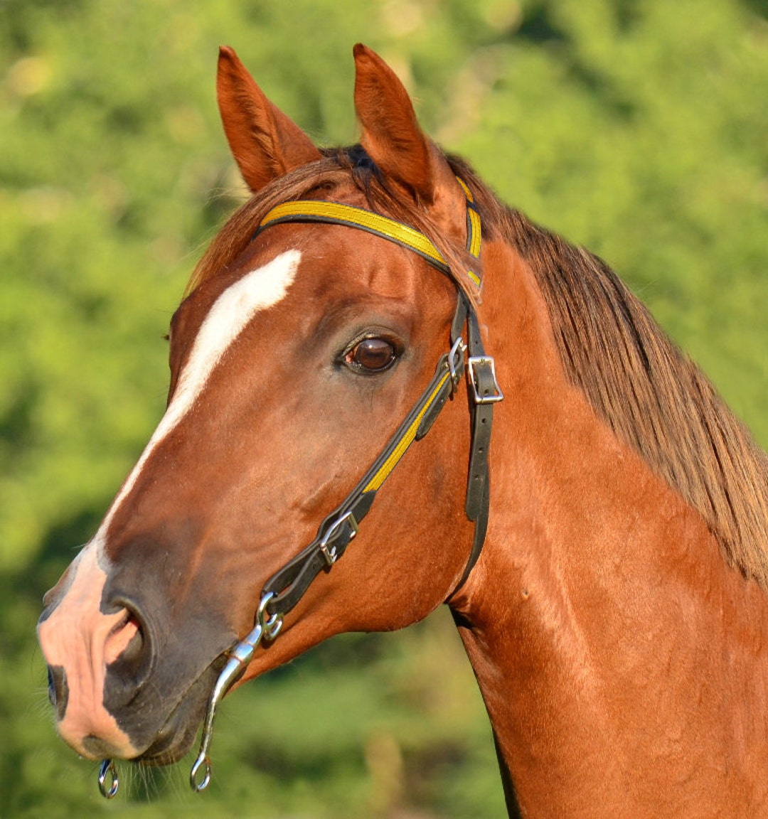 Cob Sizewestern BRIDLE With Full Browband, Two Color Beta - Etsy