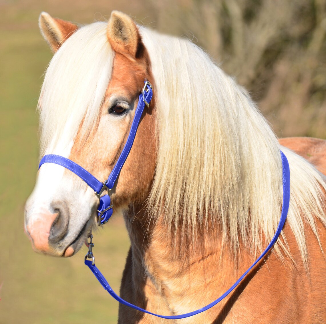 Mini Horse Size HALTER AND LEAD Beta Grooming Halter | Etsy
