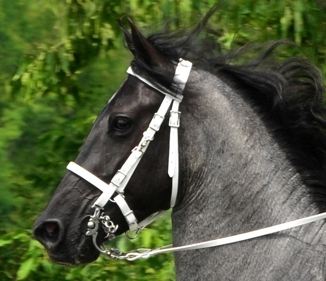 Cob Sizehalter BRIDLE & REINS With Bit Hangers Made From - Etsy