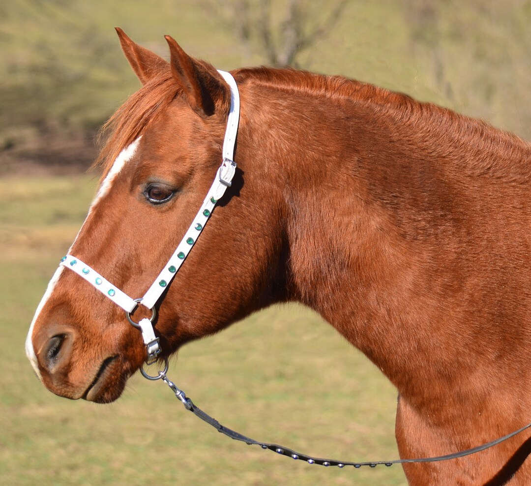 Mini Horse Size HALTER AND LEAD, Bling Grooming Halter - Etsy