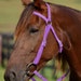 ARAB Size AUSTRALIAN Aussie Barcoo Outrider BRIDLE Made From Beta Biothane - Etsy
