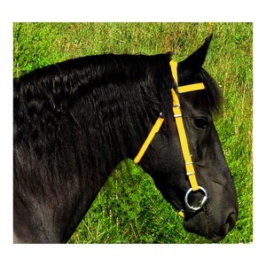 WESTERN BRIDLE Headstallfull Browband, Beta Biothane - Etsy