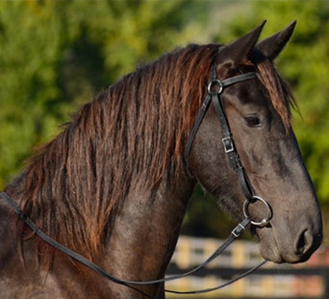 COB Size AUSTRALIAN Aussie Barcoo Outrider Bridle Made From Leather - Etsy