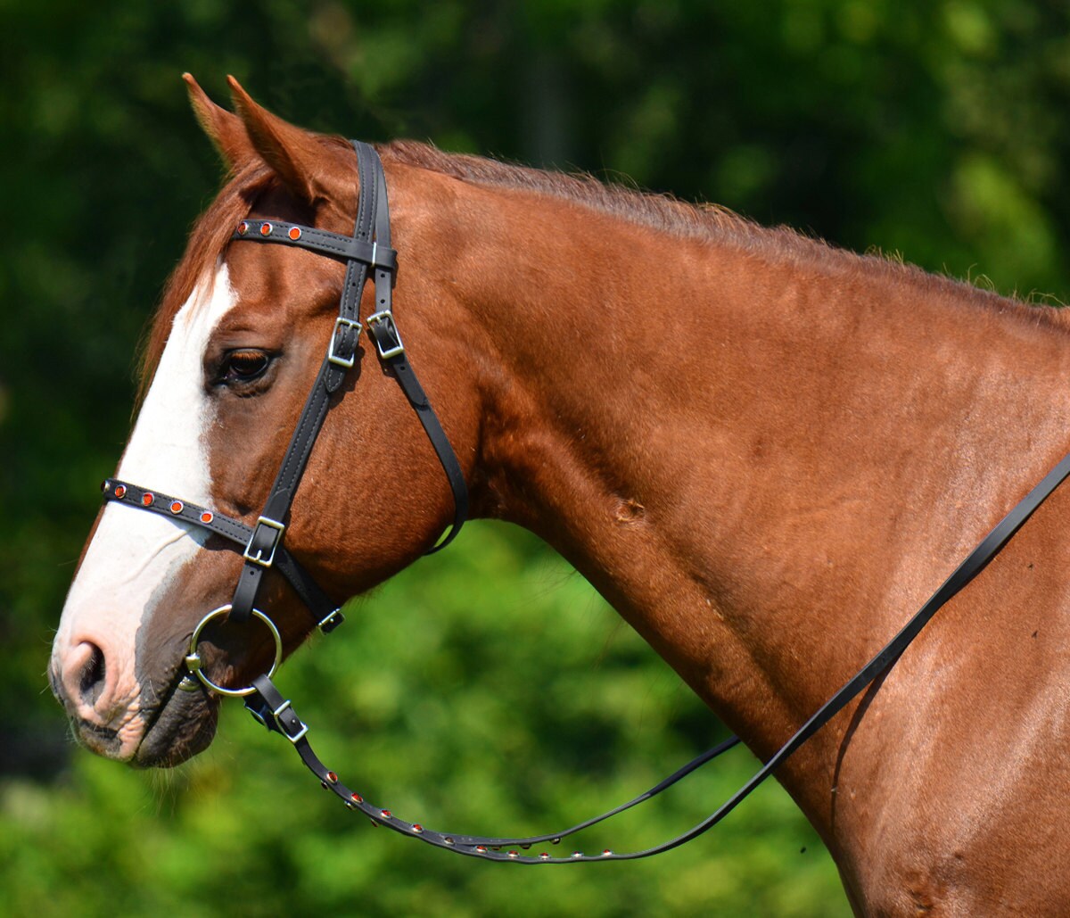 English Bridle