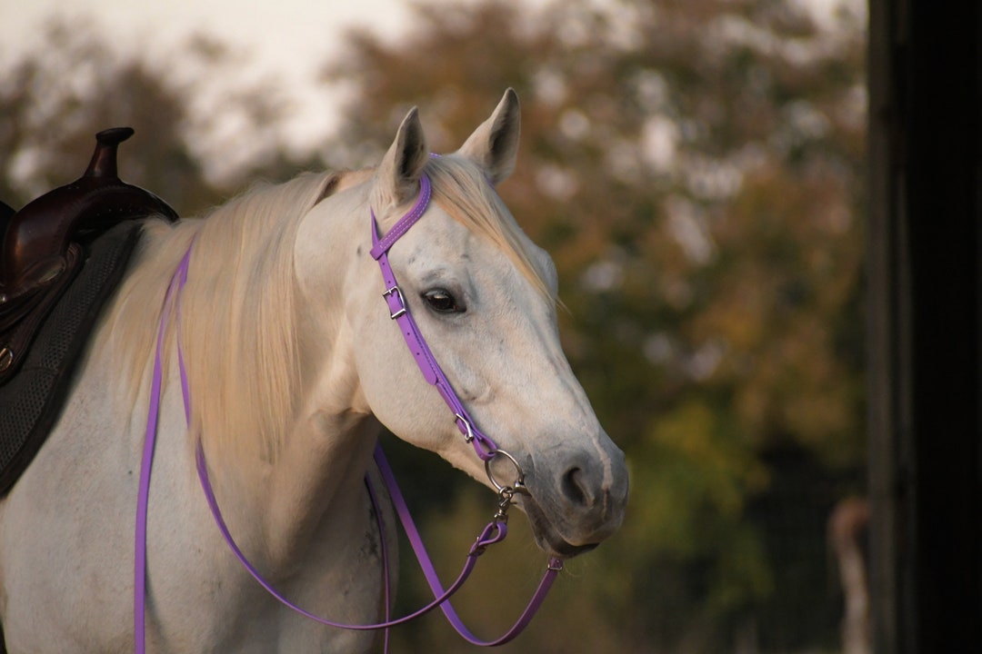 HORSE Size Two Ear SPLIT WESTERN Bridle Made From Beta Biothane - Etsy