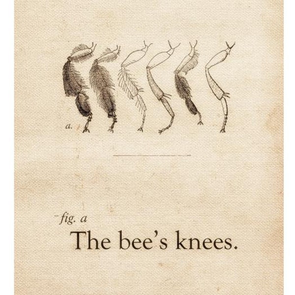 Bees Knees - Etsy
