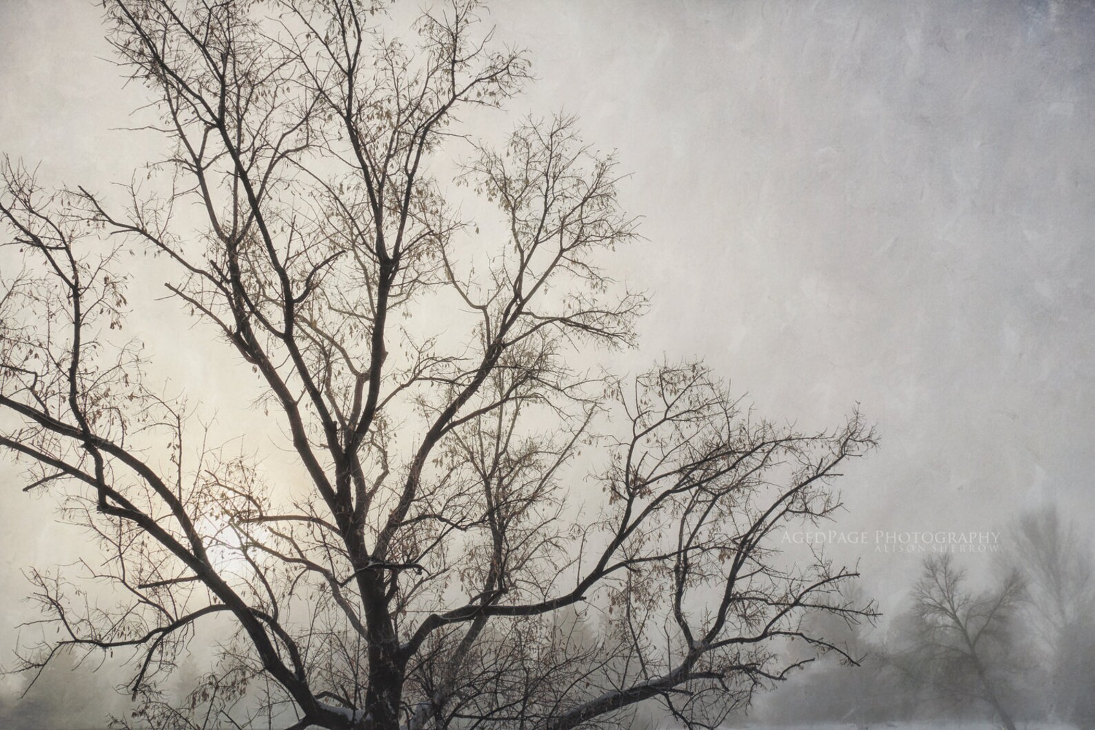 Nature Wall Decor Winter Tree Landscape Art Print or Canvas - Etsy