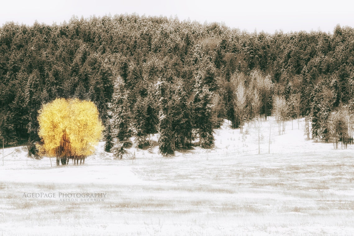 Colorado Wall Decor Aspen Tree Photo Art Autumn Leaves - Etsy