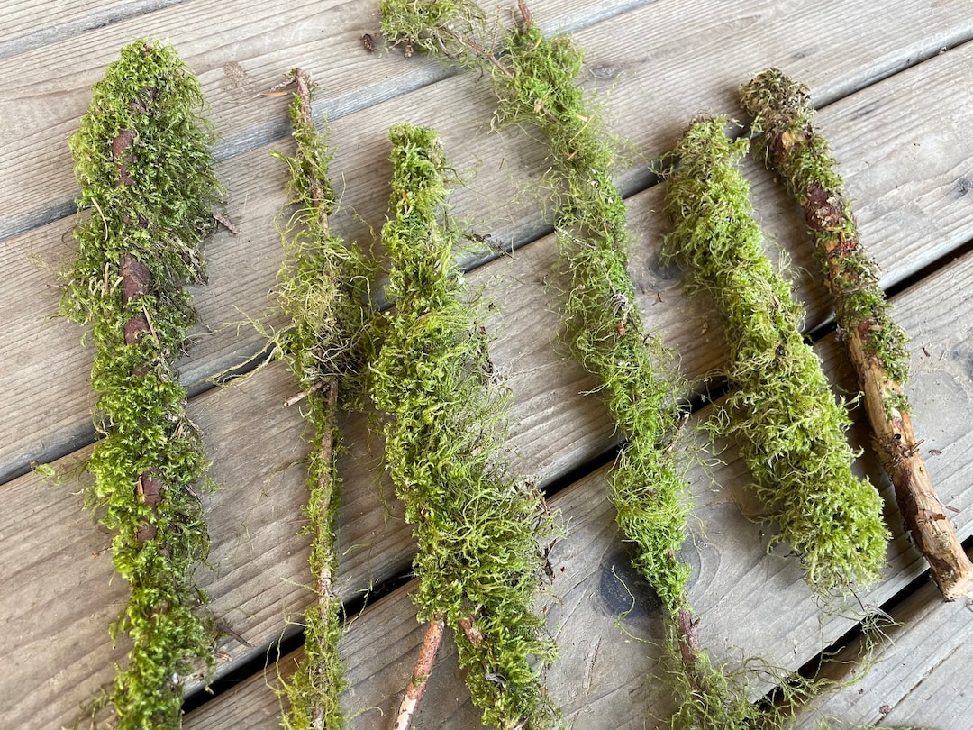 10 Piece ~ Beautiful Variety of Moss Sticks Branches Twigs From the PNW ...