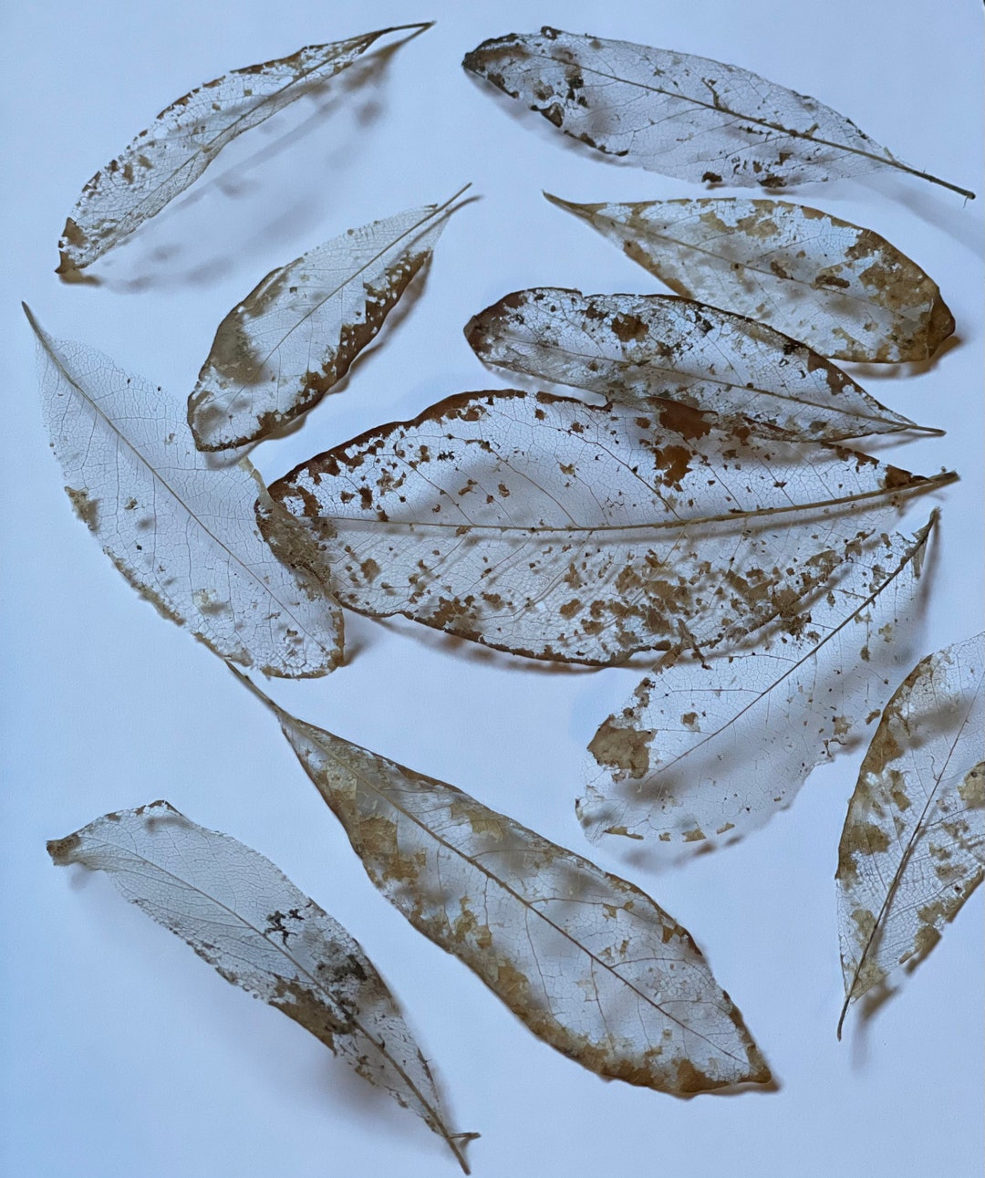 Partially Decayed Dried Skeleton Star Magnolia Leaves 20 Piece - Etsy
