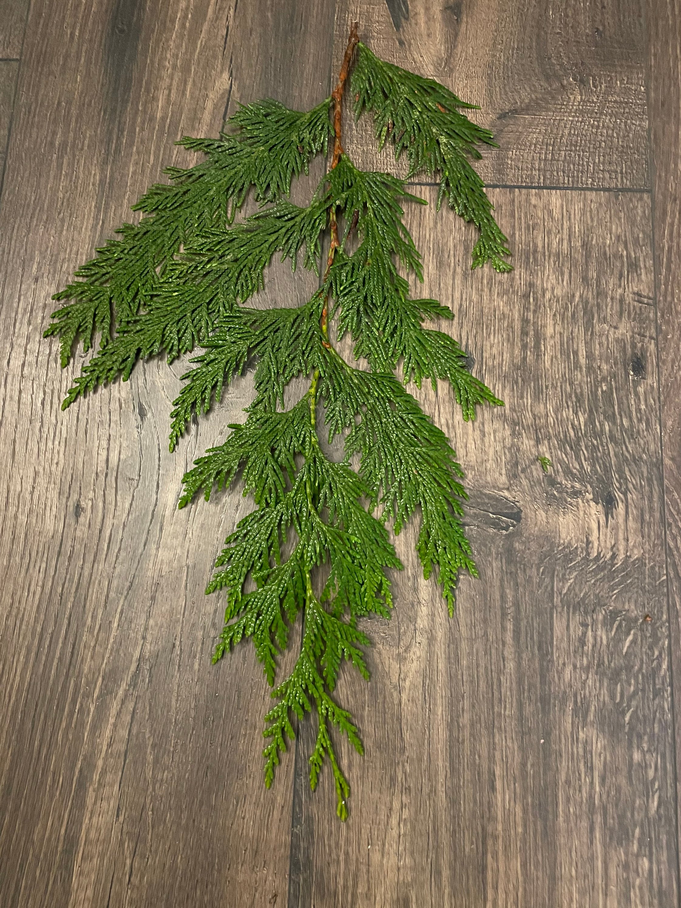 10 Piece Beautiful Cedar Branches Twigs Tips From the PNW | Etsy