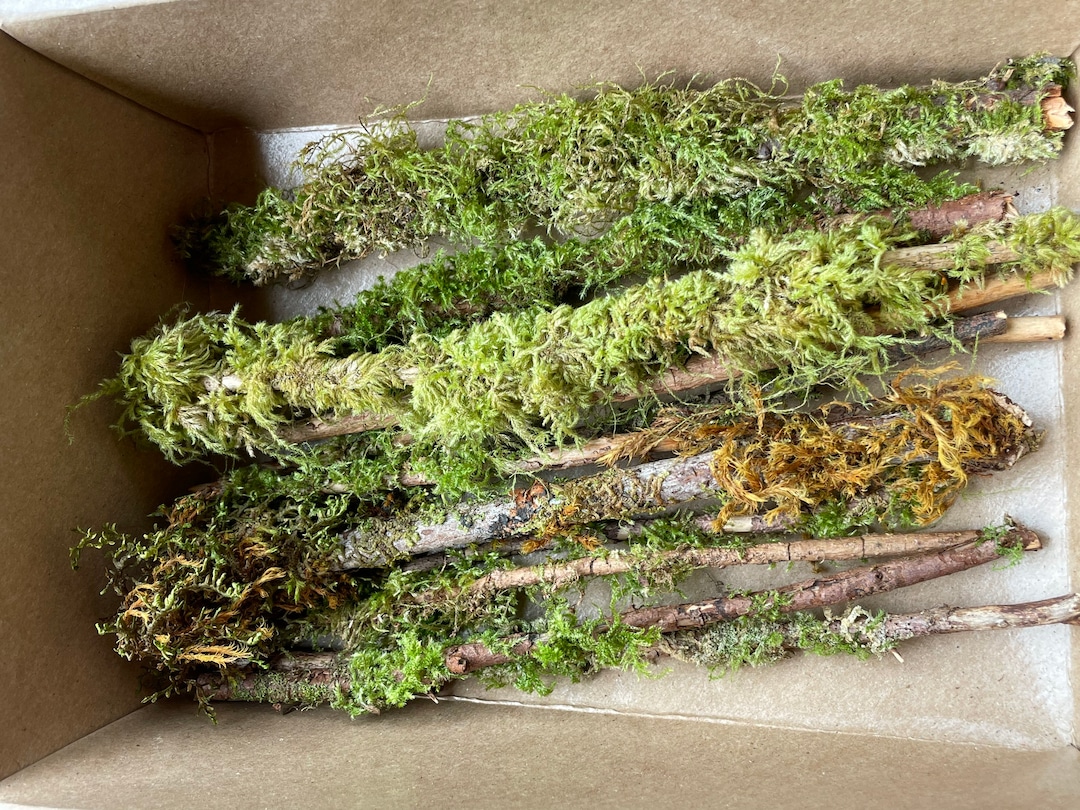 Dried Moss Sticks: PNW Foraged Twigs, Terrarium DIY - 20 Piece - Etsy