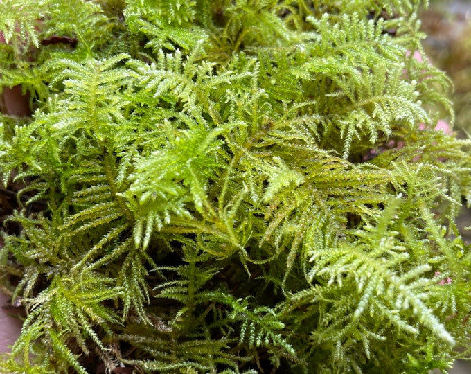 Live Moss for Terrarium Fairy Gardens DIY Etc Ethically Foraged - Etsy