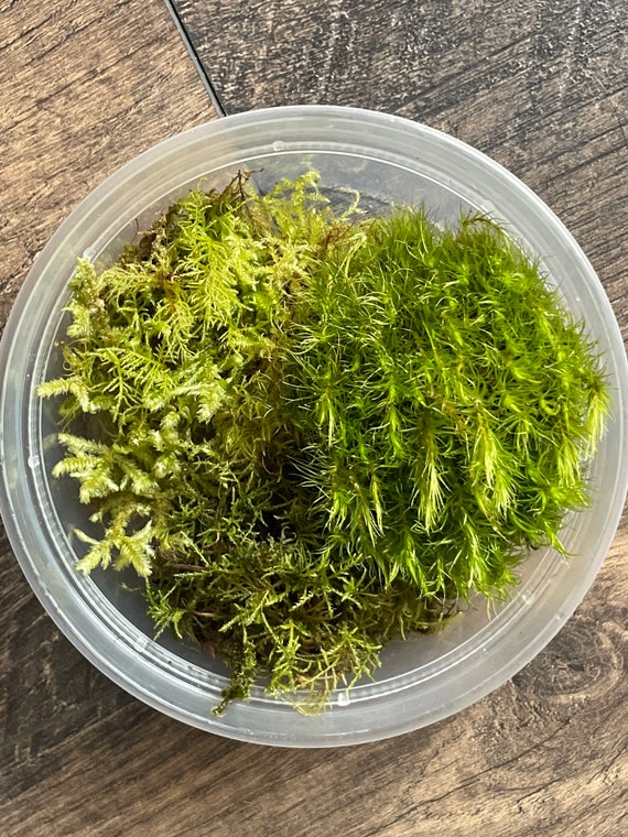 Live Variety Pack of 3 Random Types of Moss for Terrarium | Etsy