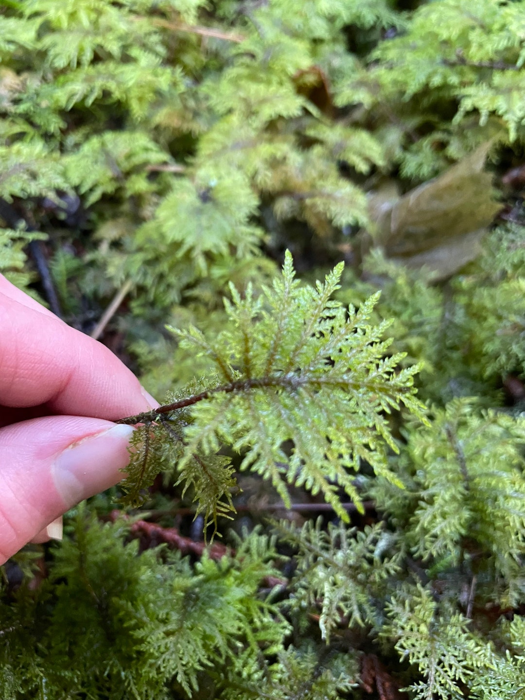 Stair Step Moss: Hylocomium Splendens for Terrarium Fairy Gardens - Etsy