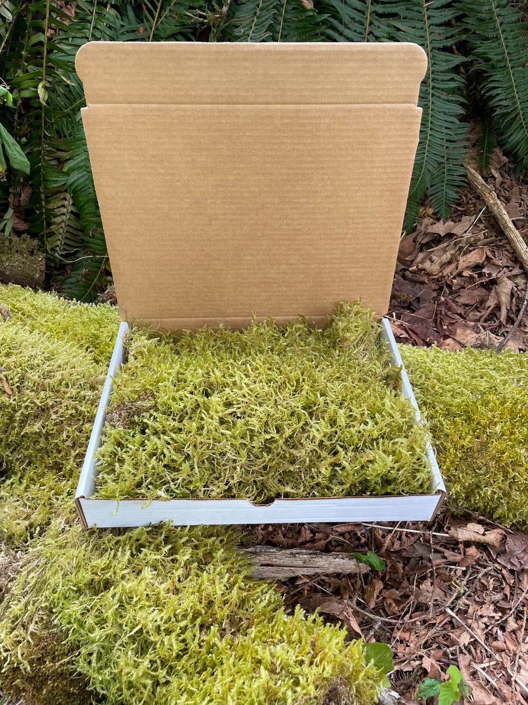 LIMITED TIME ONLY 13x10 Sheet of Moss Freshly Foraged From Our Maple ...