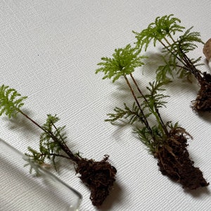 Menzies' Palm Tree Moss for Terrariums & Fairy Gardens - Etsy