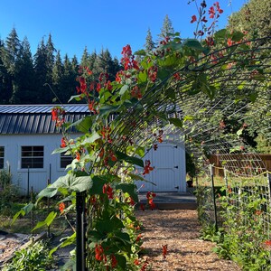 20 Scarlett Emperor Runner Bean Seeds Heirloom Organic Non GMO - Etsy