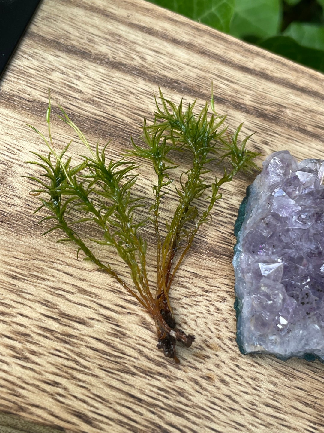 10 Pieces of Atrichum Undulatum Moss for Terrariums Fairy Gardens ...