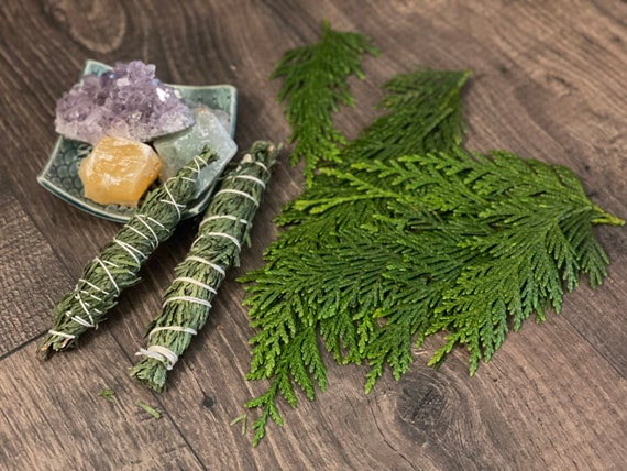 20 Piece Variety Pack of Beautiful Cedar Tips From the PNW | Etsy