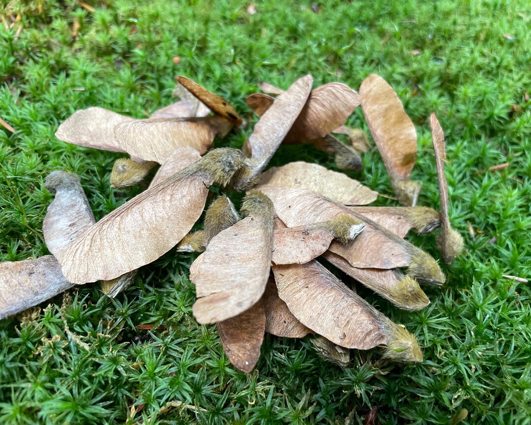 100 Natural Big Leaf Maple Seeds Helicopters DIY Crafts Natural ...