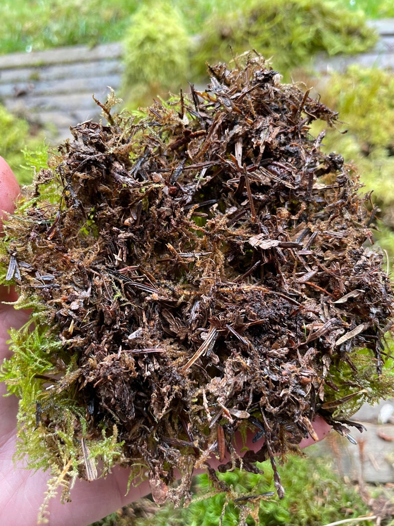 Live Moss for Terrarium Fairy Gardens DIY Etc Ethically - Etsy