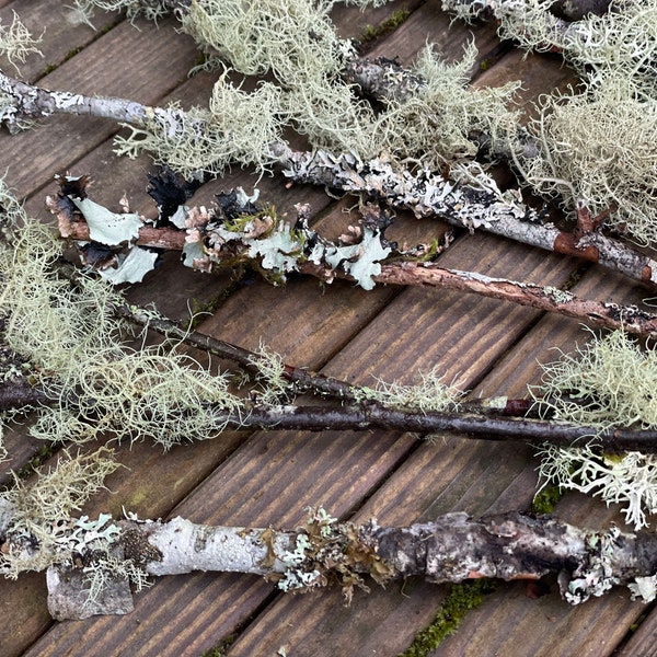 Lichen - Etsy