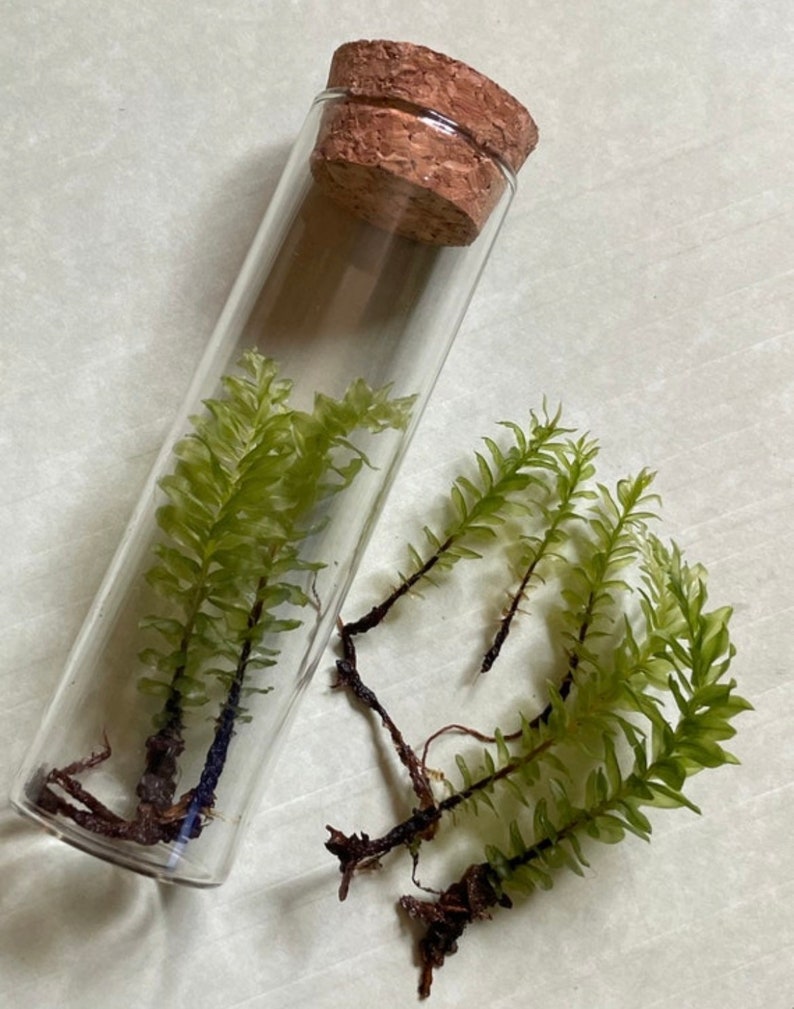 Badge Moss Plagiomnium Insigne Terrarium Glass Jar Vial Mini Forest ...