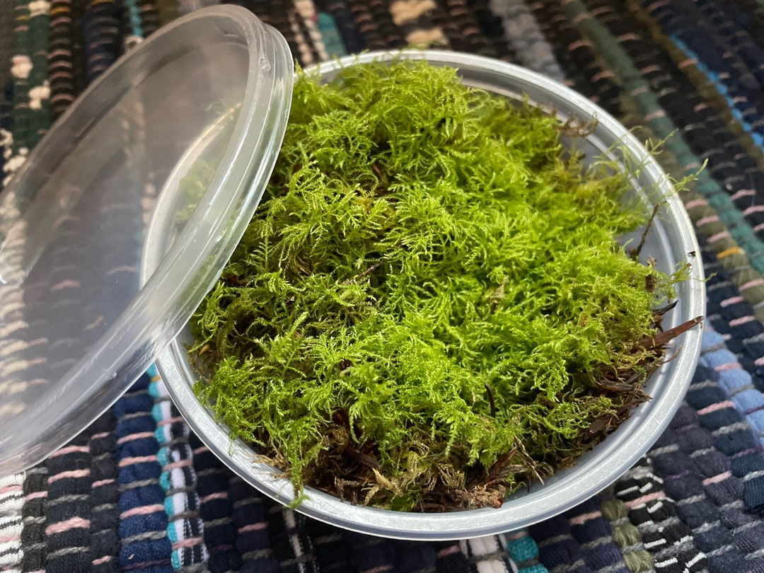 Live Moss for Terrarium Fairy Gardens DIY Etc Ethically - Etsy