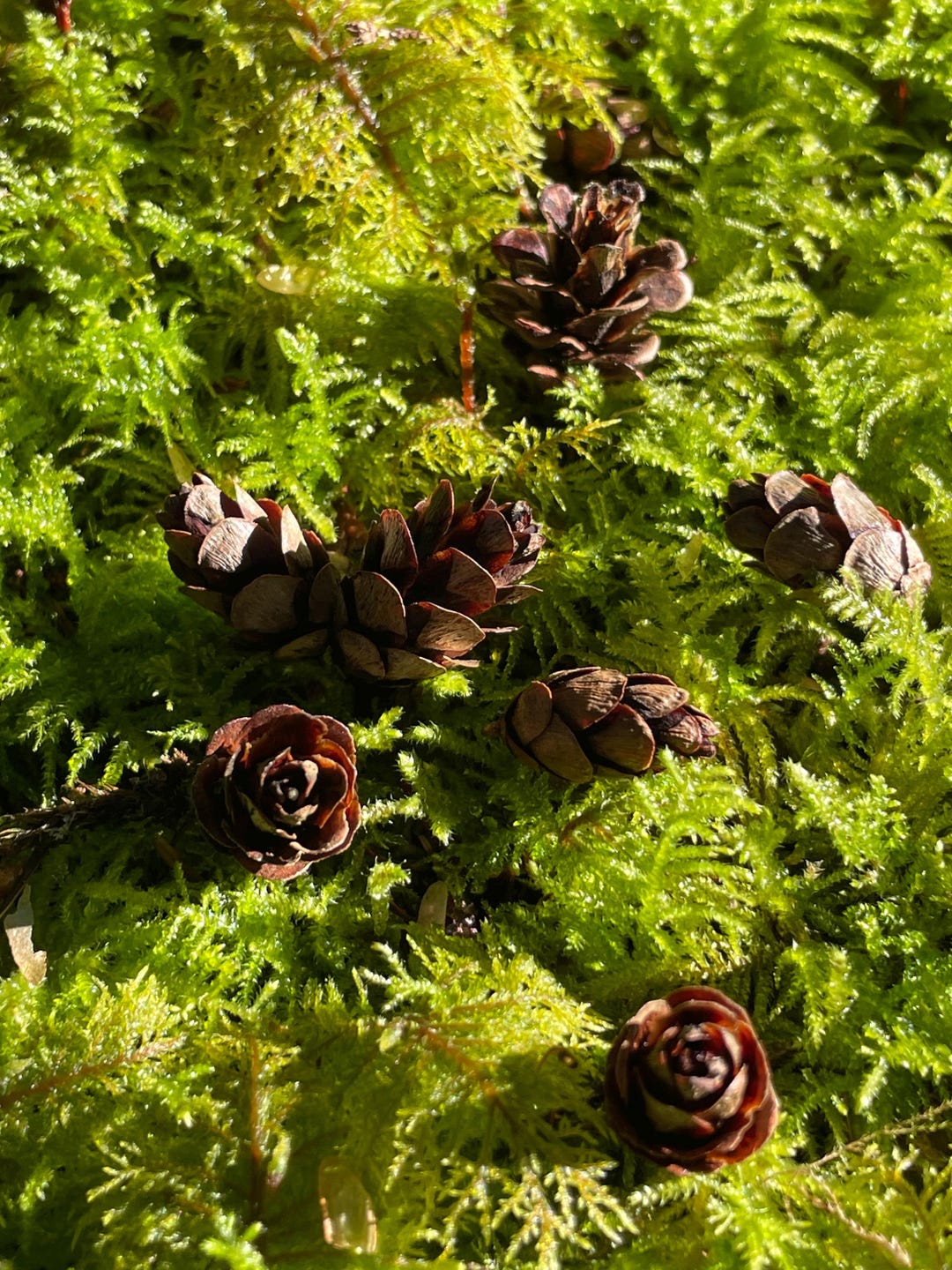 100+ Mini Hemlock Cones: Natural DIY Craft Supplies - Etsy
