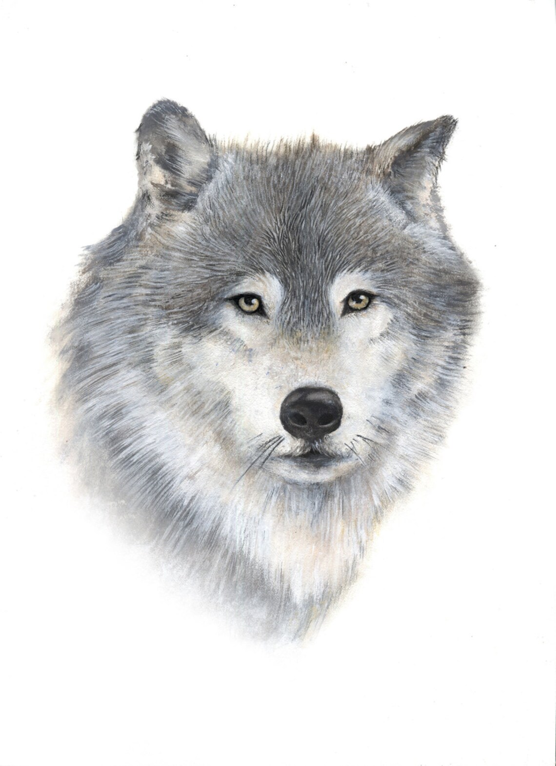 Grey Wolf 8 by 10 Inches Fine Art Print Wolf Art Animal - Etsy UK
