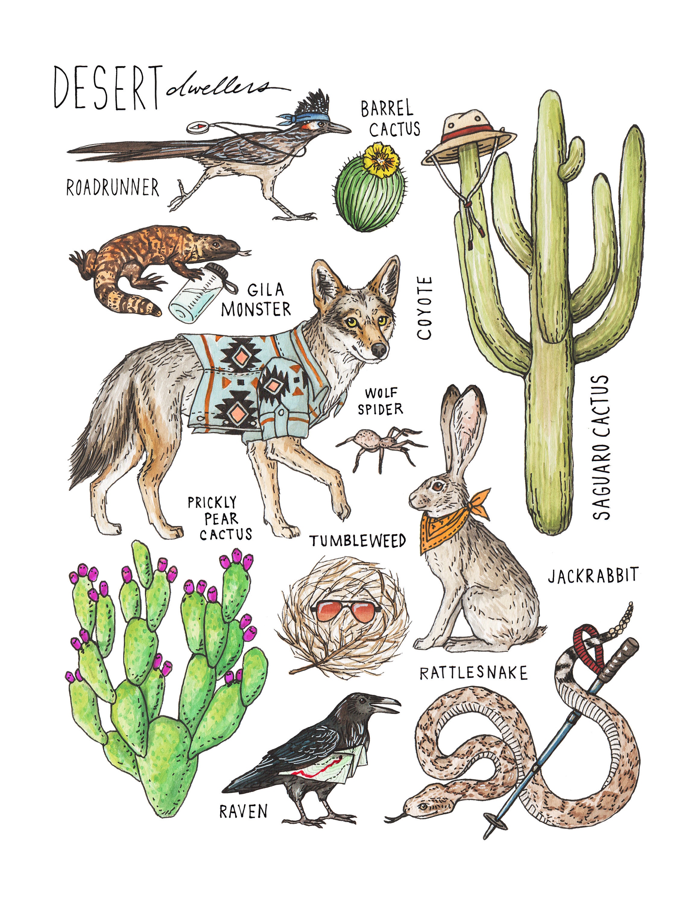 Desert Coyote Pictures