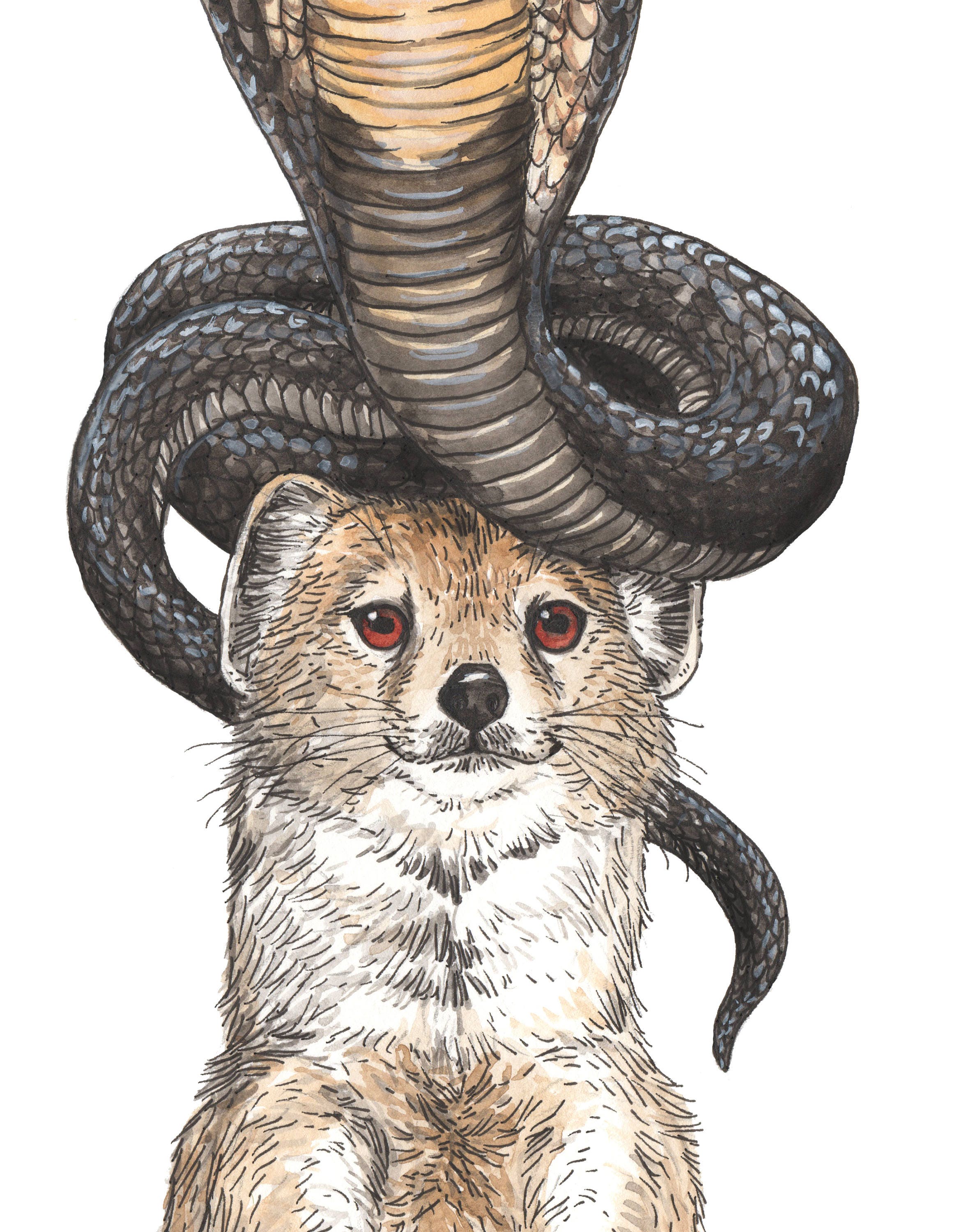 Mongoose Vs Cobra Drawing