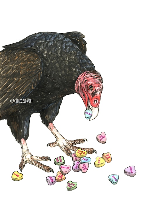 Turkey Vulture Drawing