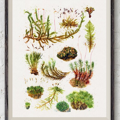Vintage Botanical Printables Lichen Chart Moss Illustration - Etsy