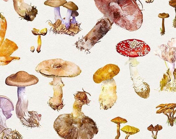Printable Digital Mushroom Chart, Mushroom Poster - Etsy Canada