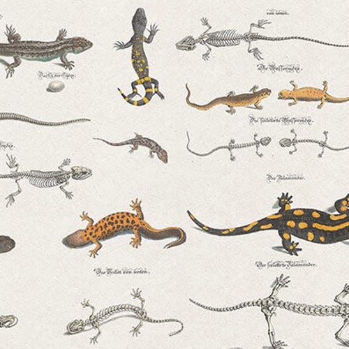Lizard Chart Instant Download Reptiles Print Zoology Art - Etsy