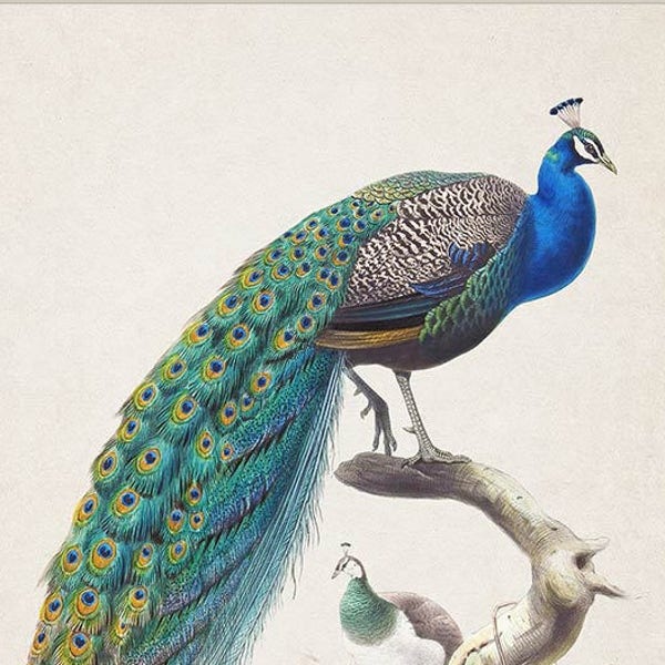 Peacock Art Print - Etsy