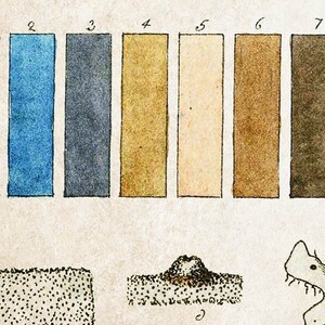 Lichen Chart, Vintage Botanical Printables, Moss Illustration ...